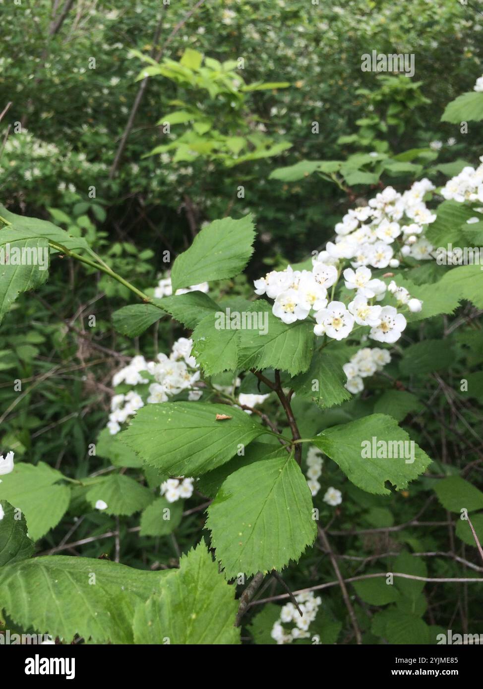 Large-thorn hawthorn (Crataegus macracantha Stock Photo - Alamy