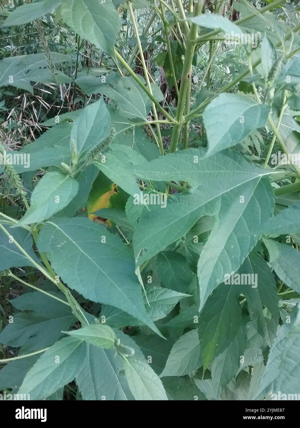 giant ragweed (Ambrosia trifida Stock Photo - Alamy