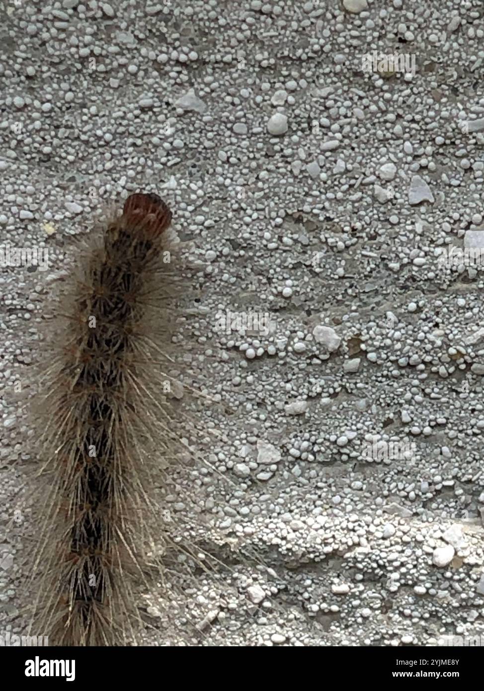 Fall Webworm Moth (Hyphantria cunea Stock Photo - Alamy