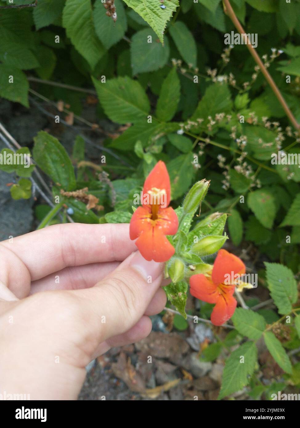 scarlet monkeyflower (Erythranthe cardinalis Stock Photo - Alamy