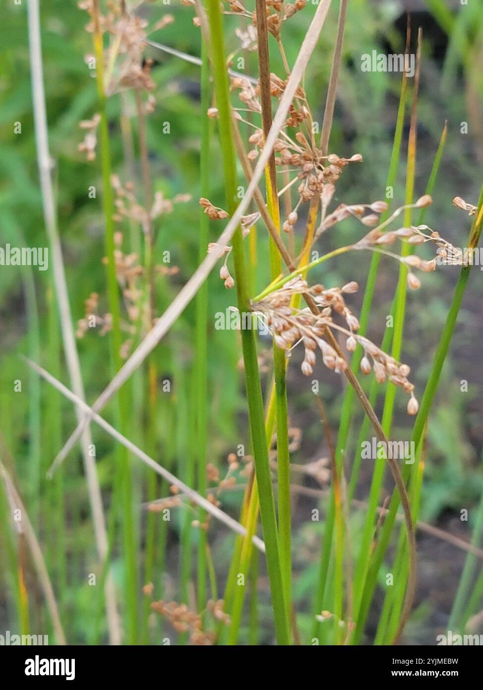 Soft Rush (Juncus effusus Stock Photo - Alamy