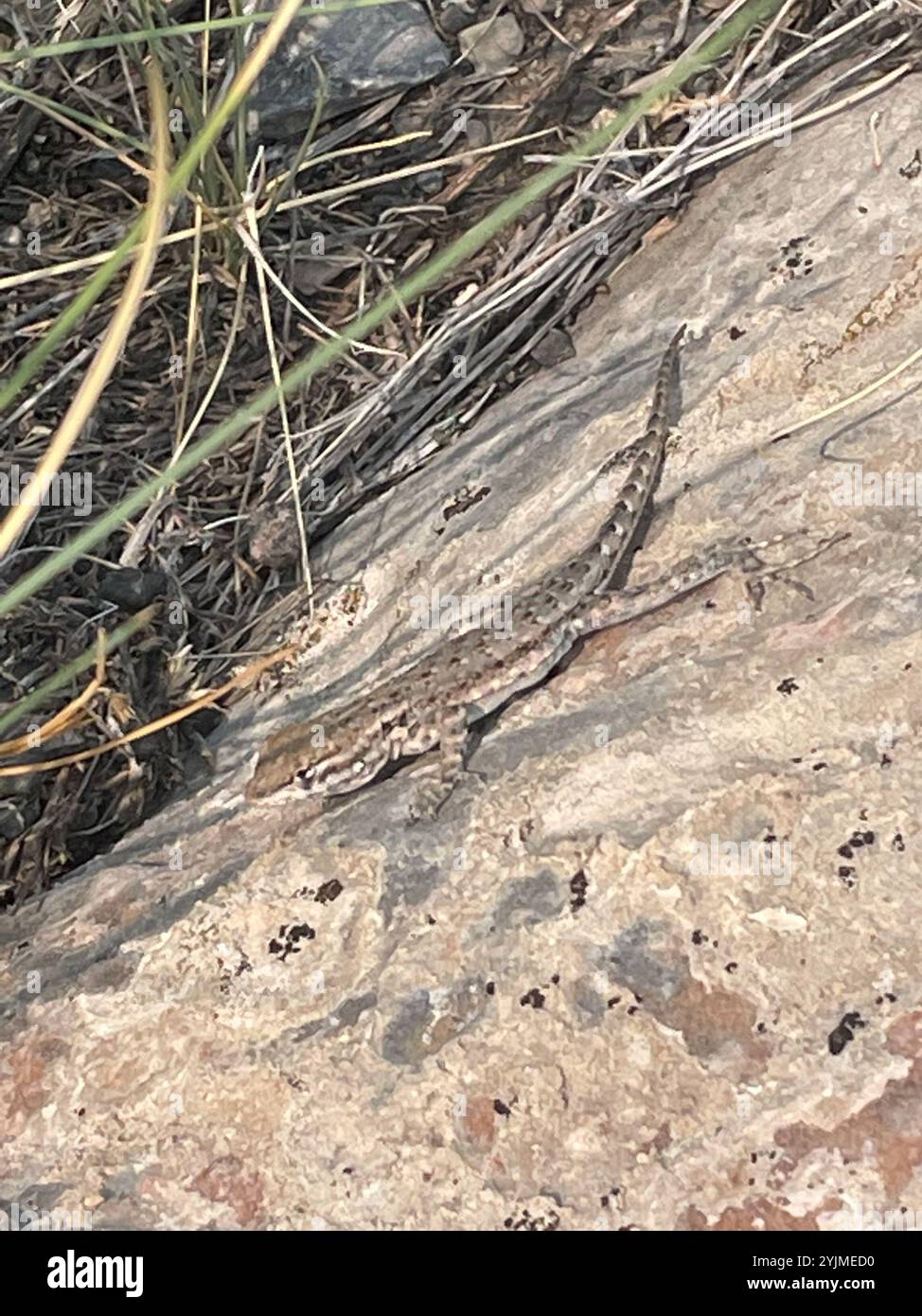 Common Side-blotched Lizard (Uta stansburiana Stock Photo - Alamy