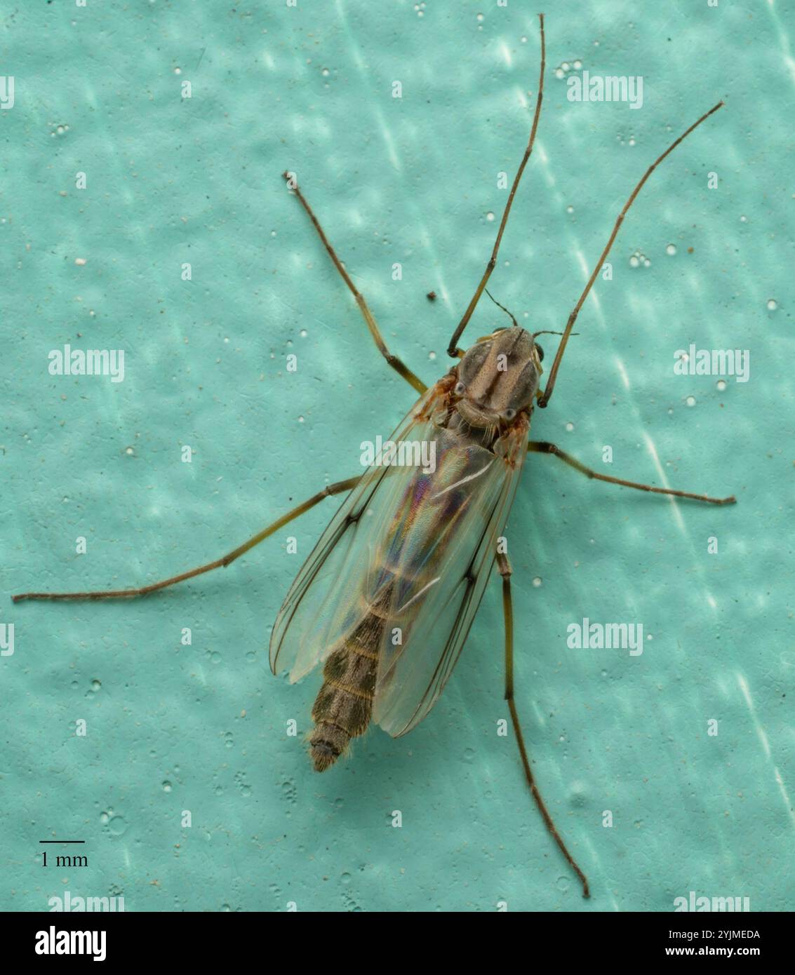 Non-biting Midges (Chironomidae Stock Photo - Alamy