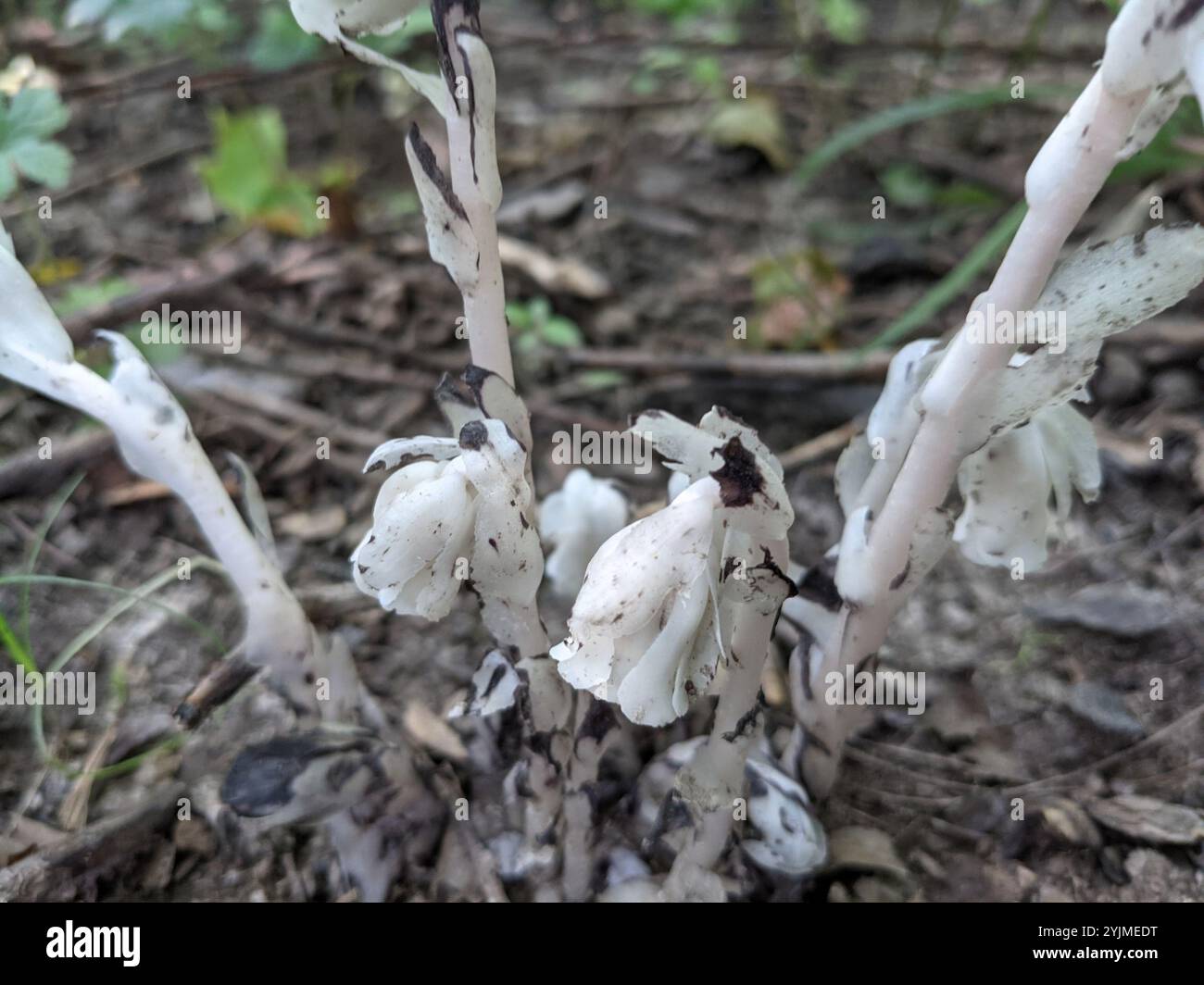 Ghost Pipe (Monotropa uniflora Stock Photo - Alamy