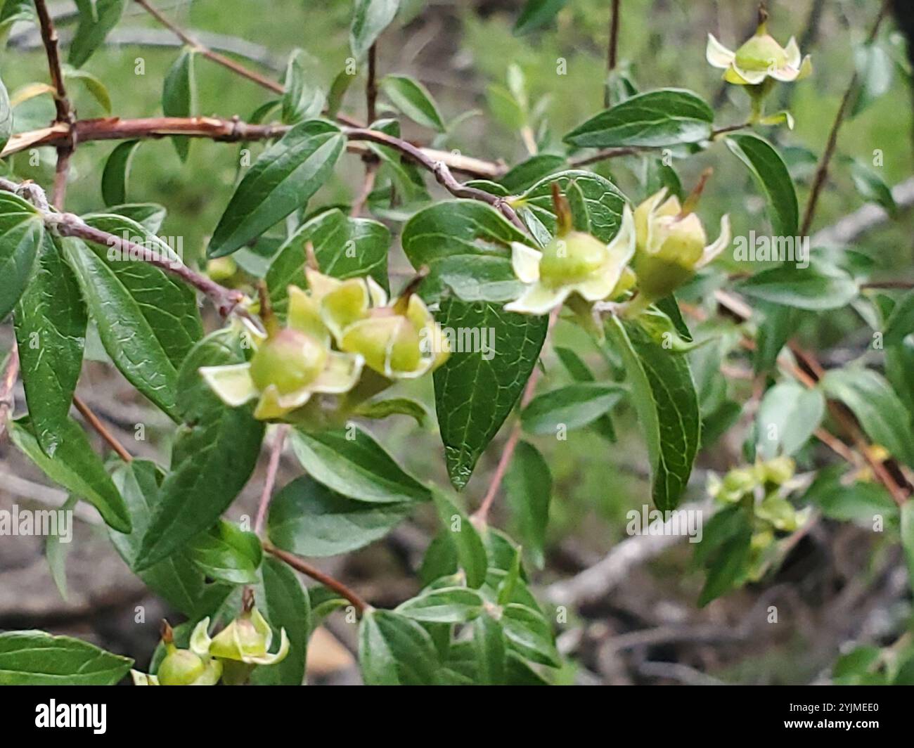 littleleaf mock orange (Philadelphus microphyllus Stock Photo - Alamy