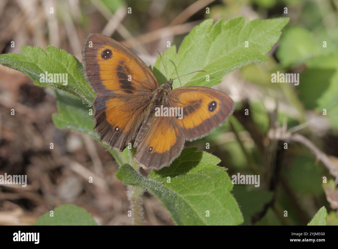Gatekeeper (Pyronia tithonus Stock Photo - Alamy