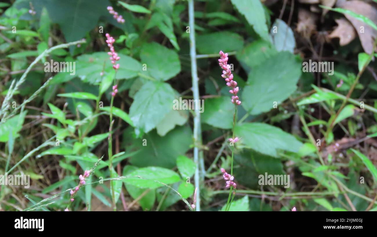 low smartweed (Persicaria longiseta Stock Photo - Alamy