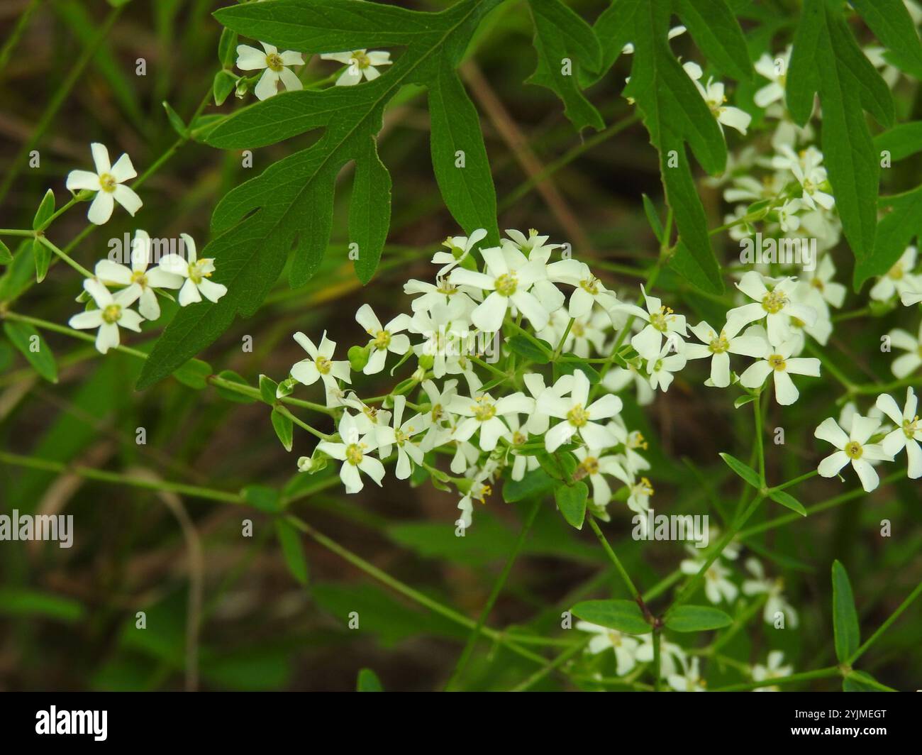 flowering spurge (Euphorbia corollata Stock Photo - Alamy