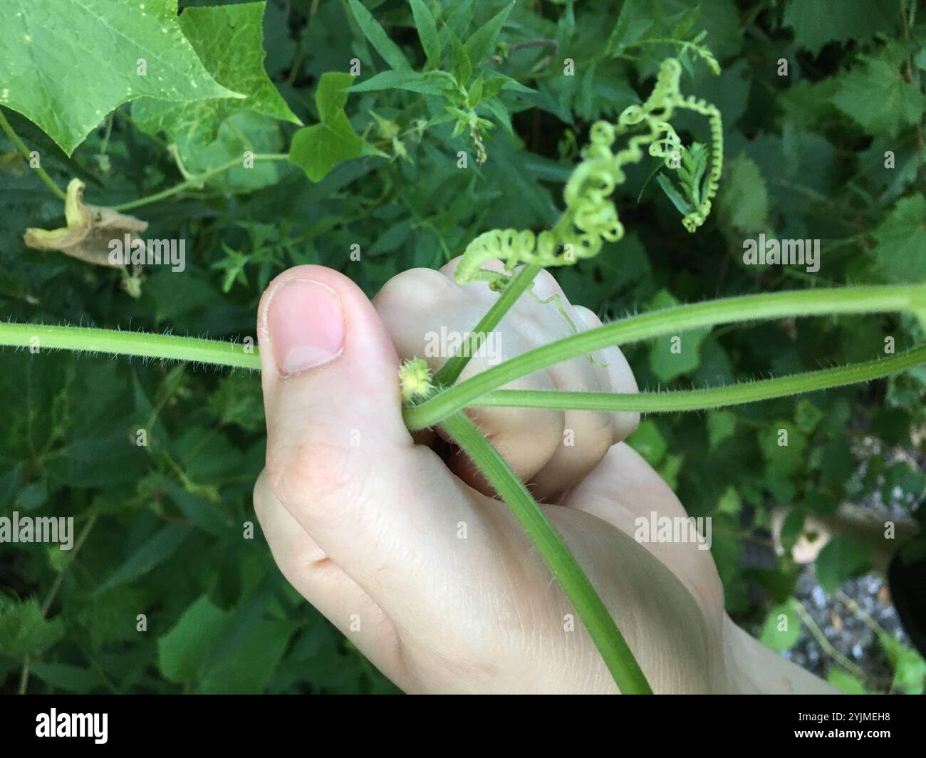 Bur cucumber hi-res stock photography and images - Alamy