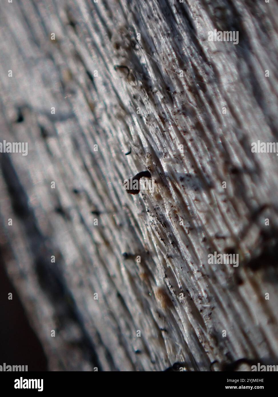 Mycocalicium subtile hi-res stock photography and images - Alamy