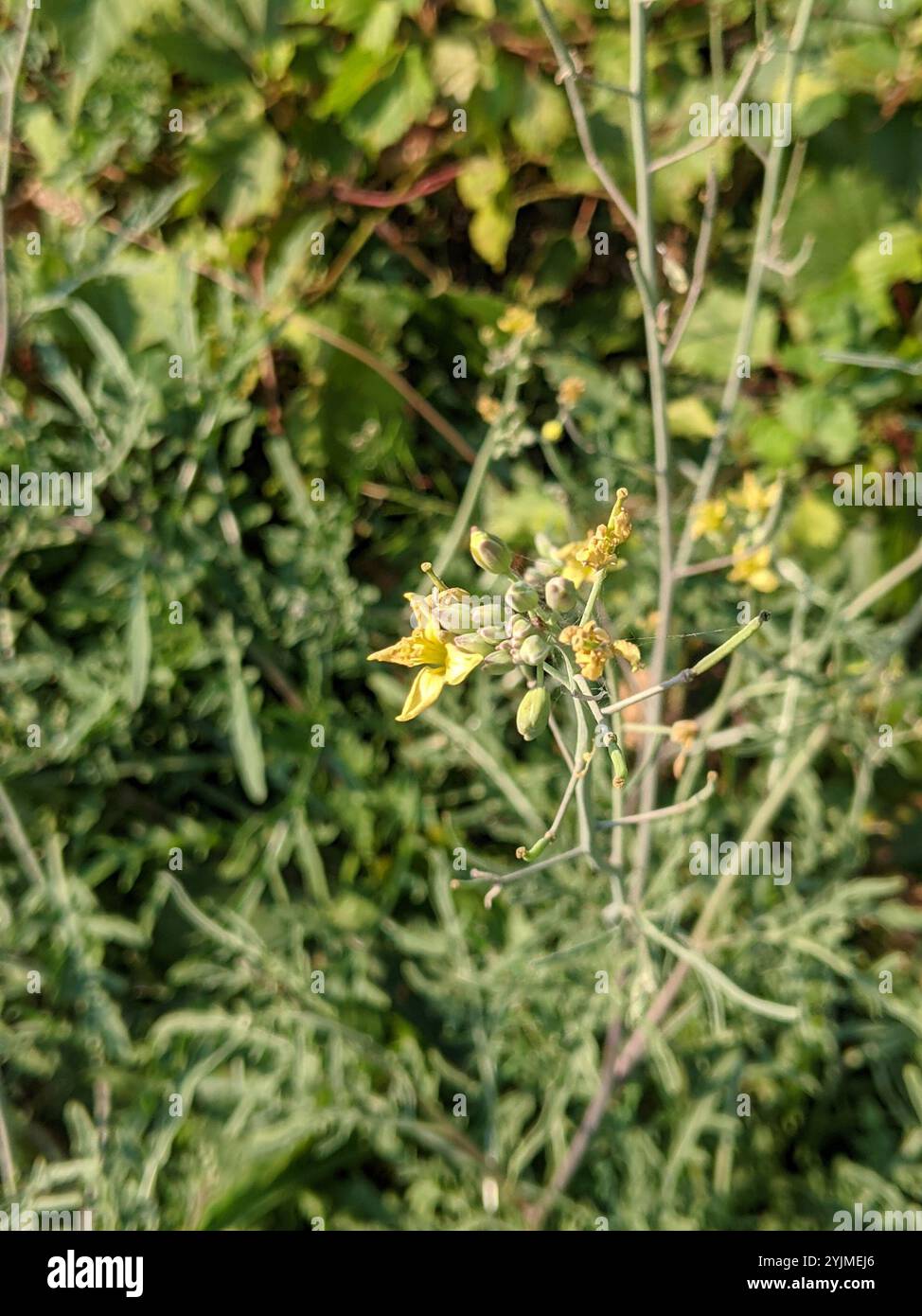 Perennial Wall-rocket (Diplotaxis tenuifolia Stock Photo - Alamy