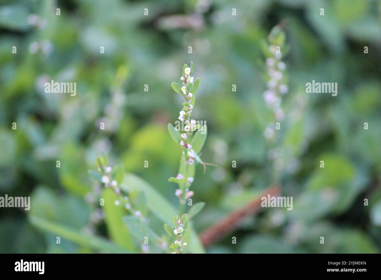 Oval Leaf Knotweed (Polygonum arenastrum Stock Photo - Alamy