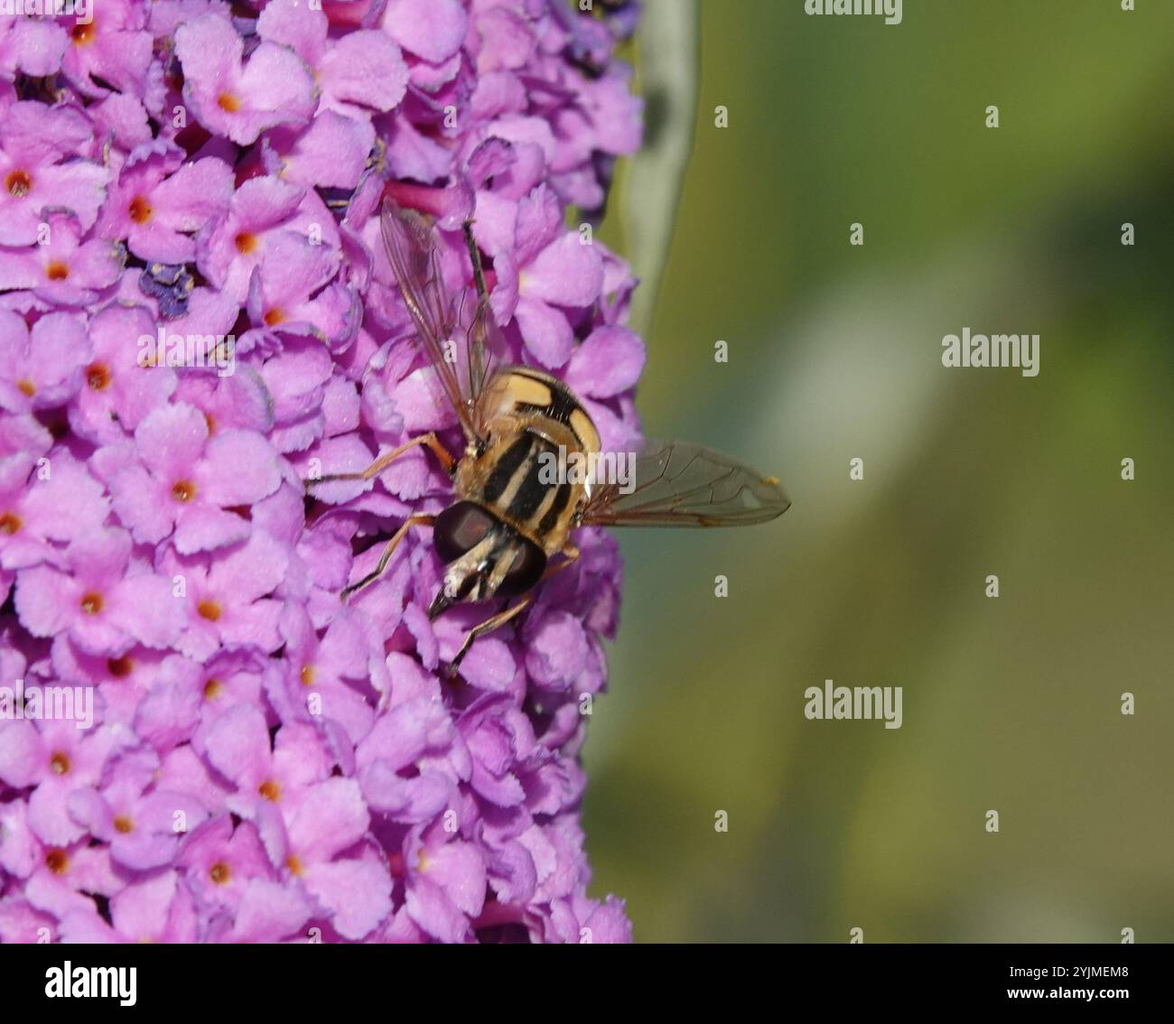 Sun Fly (Helophilus pendulus Stock Photo - Alamy