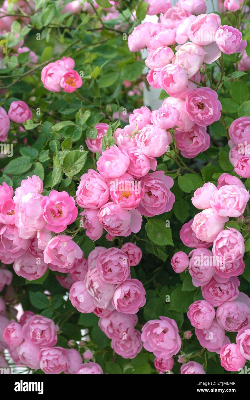Rambler-Rose, Rosa Raubritter,, Rambler rose, pink robber baron Stock ...
