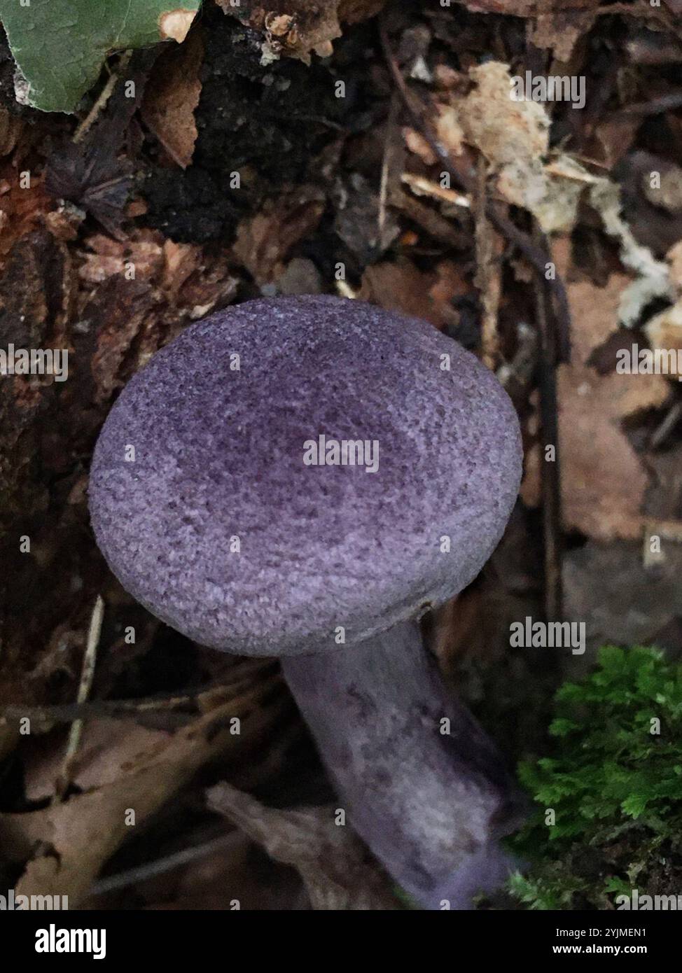 violet webcap (Cortinarius violaceus Stock Photo - Alamy