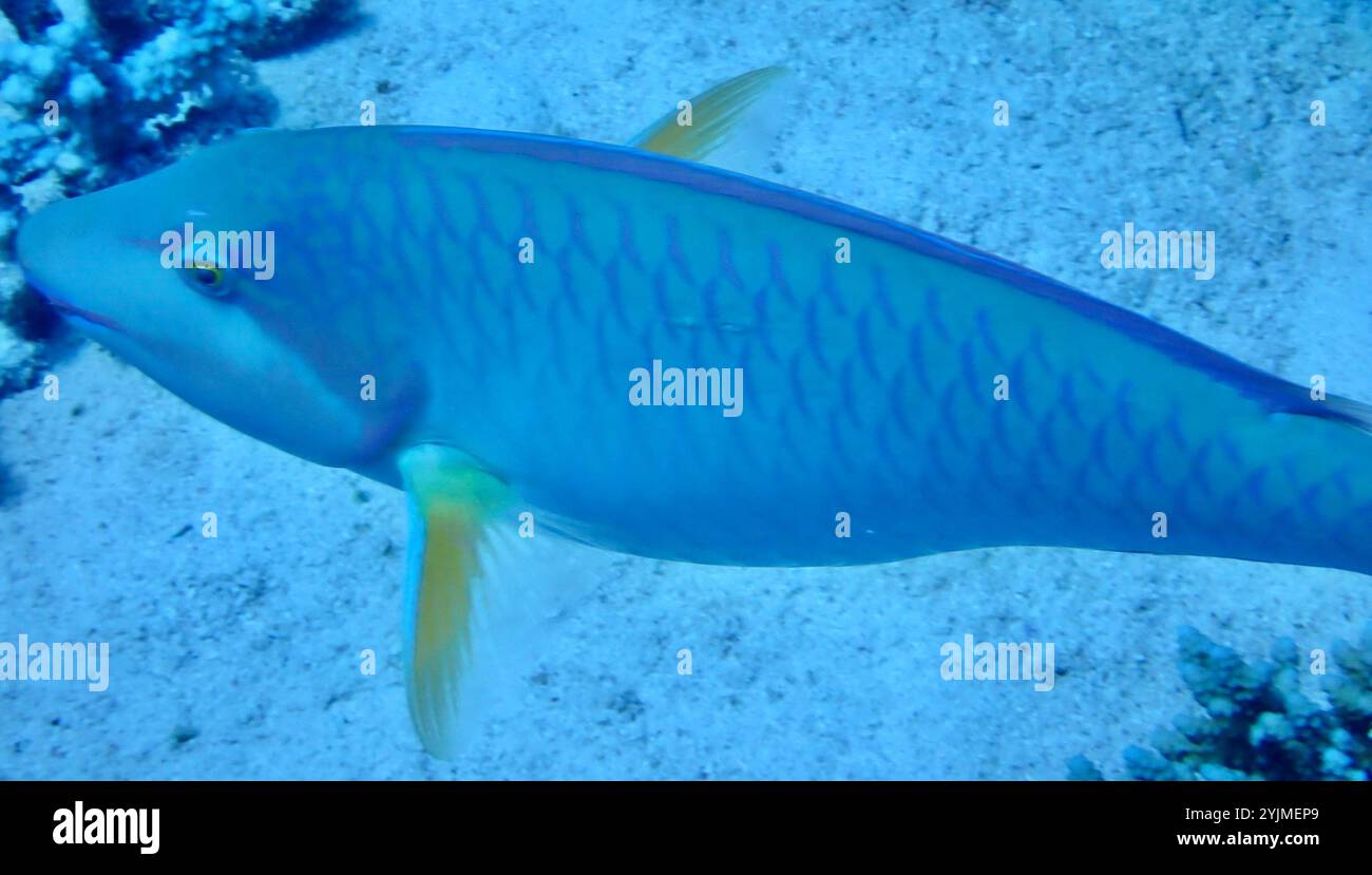 Indian Longnose Parrotfish (Hipposcarus harid Stock Photo - Alamy