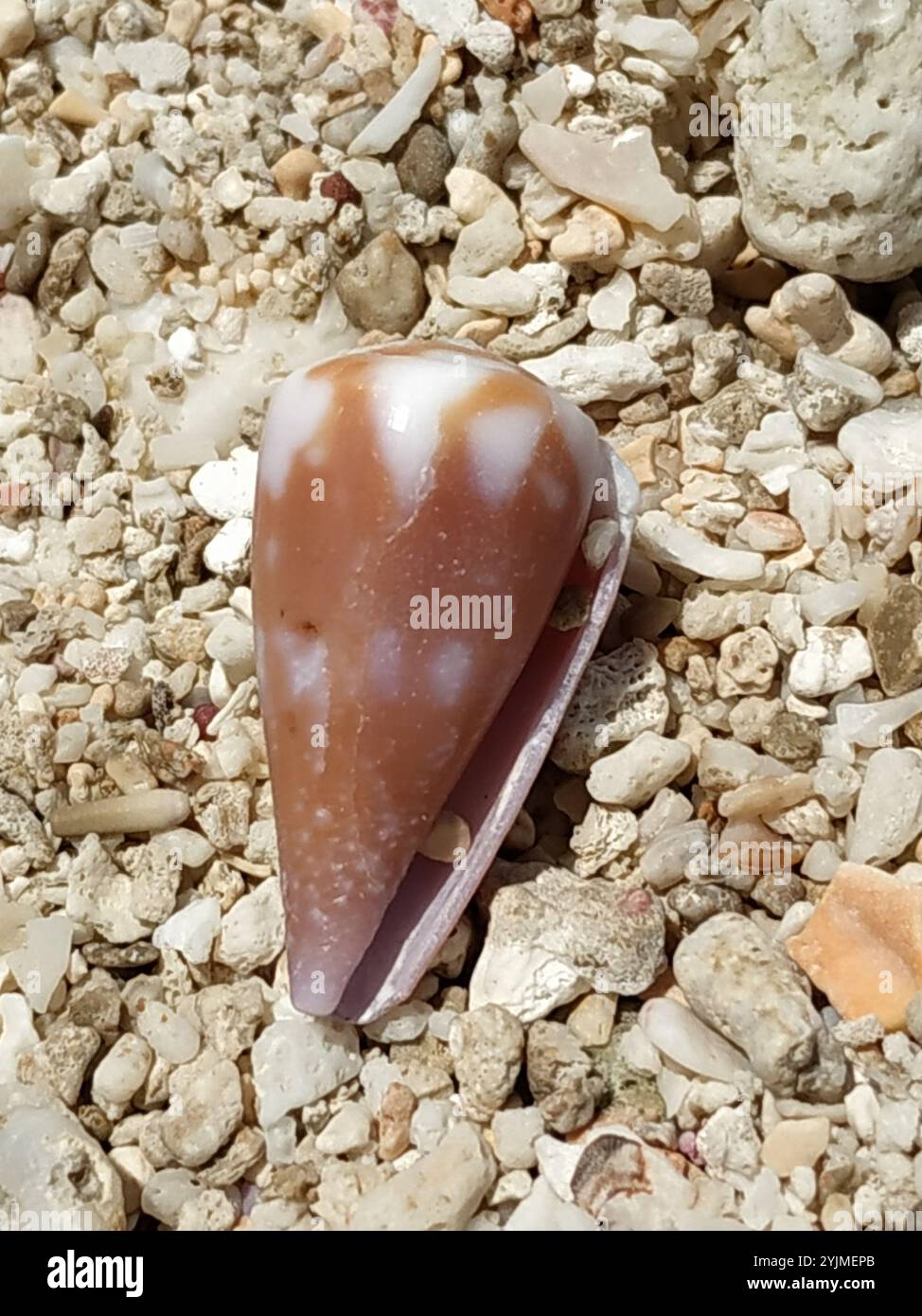 Conus rattus hi-res stock photography and images - Alamy