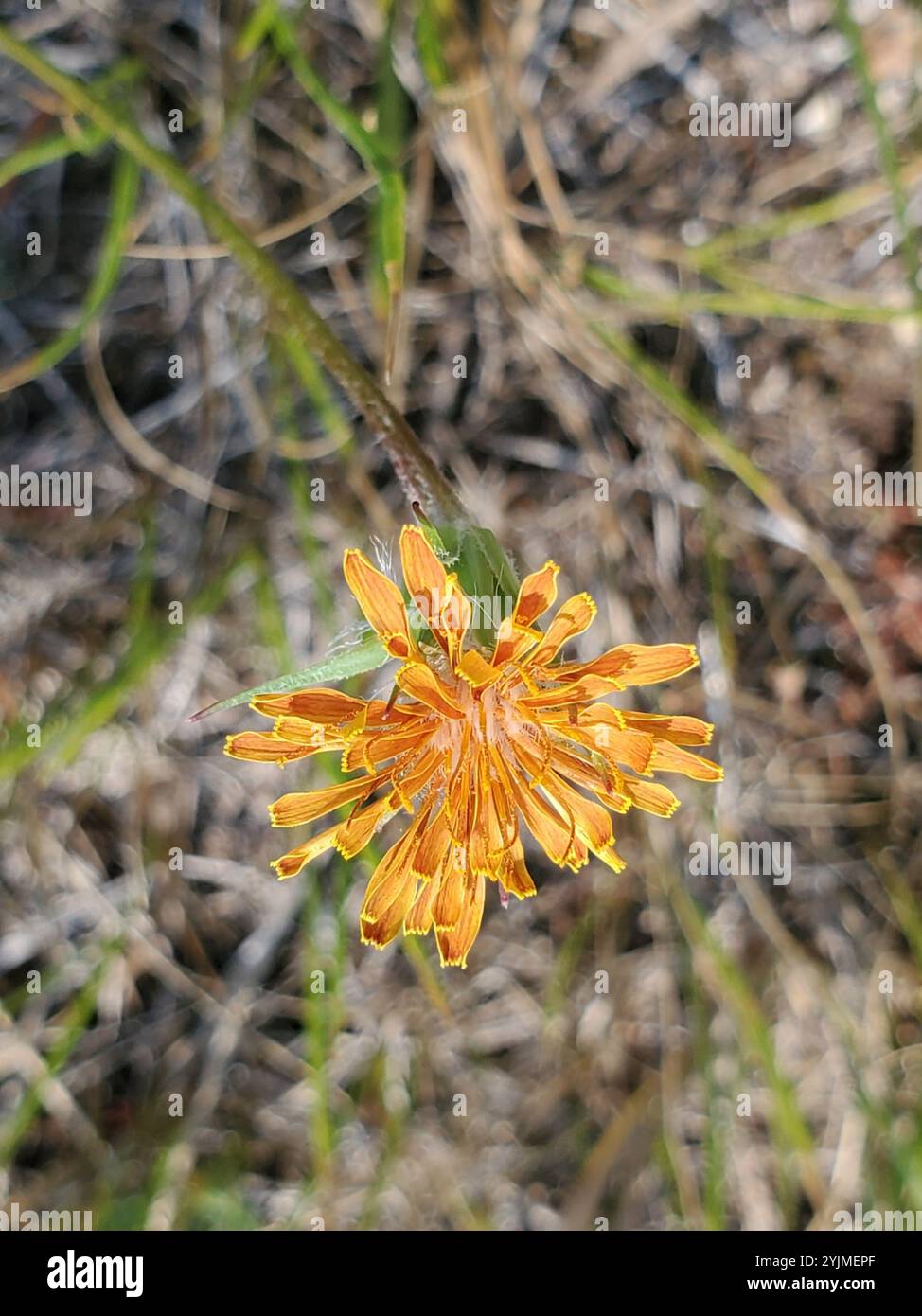 Agoseris aurantiaca hi-res stock photography and images - Alamy