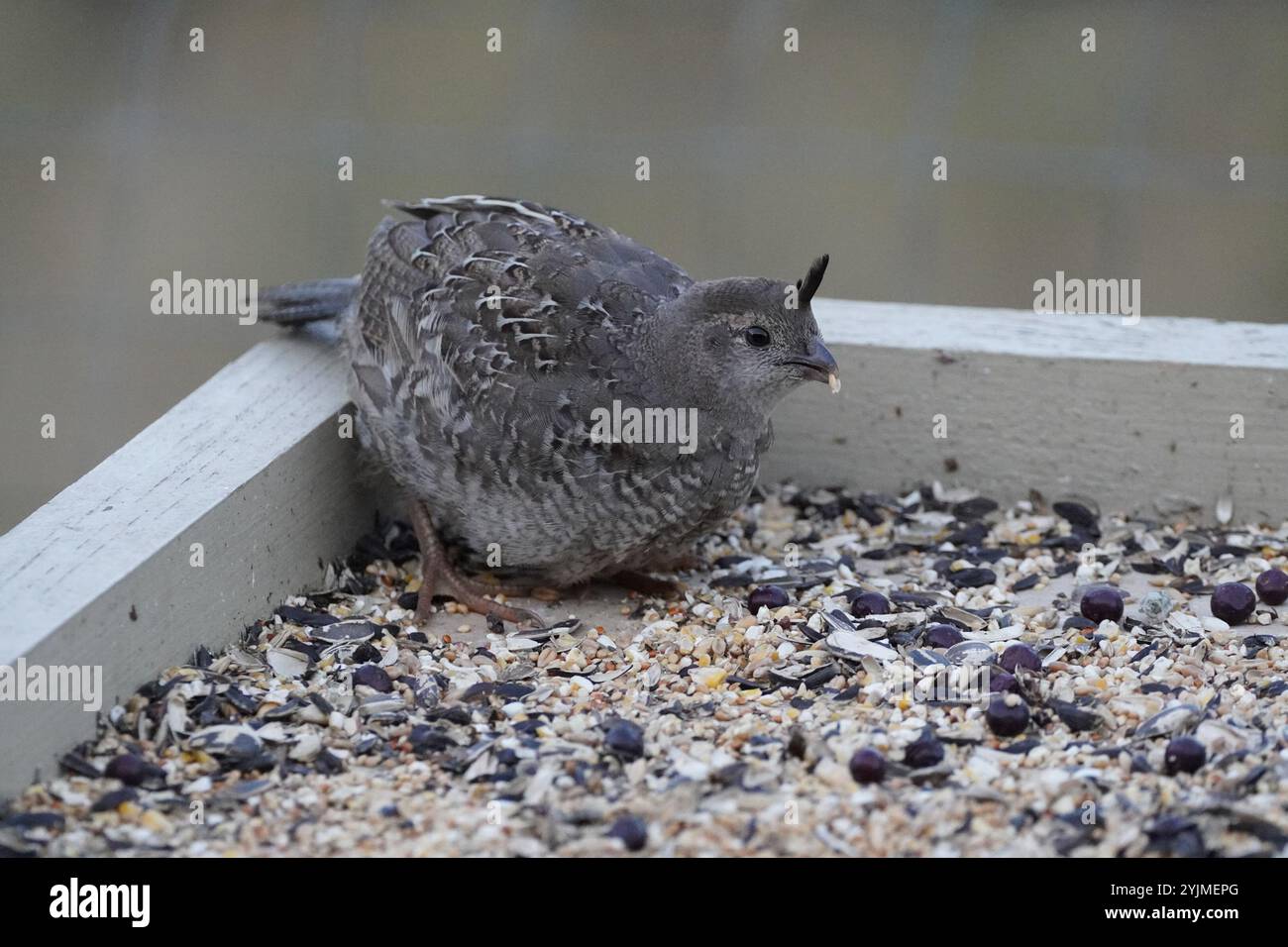 California Quail (Callipepla californica Stock Photo - Alamy