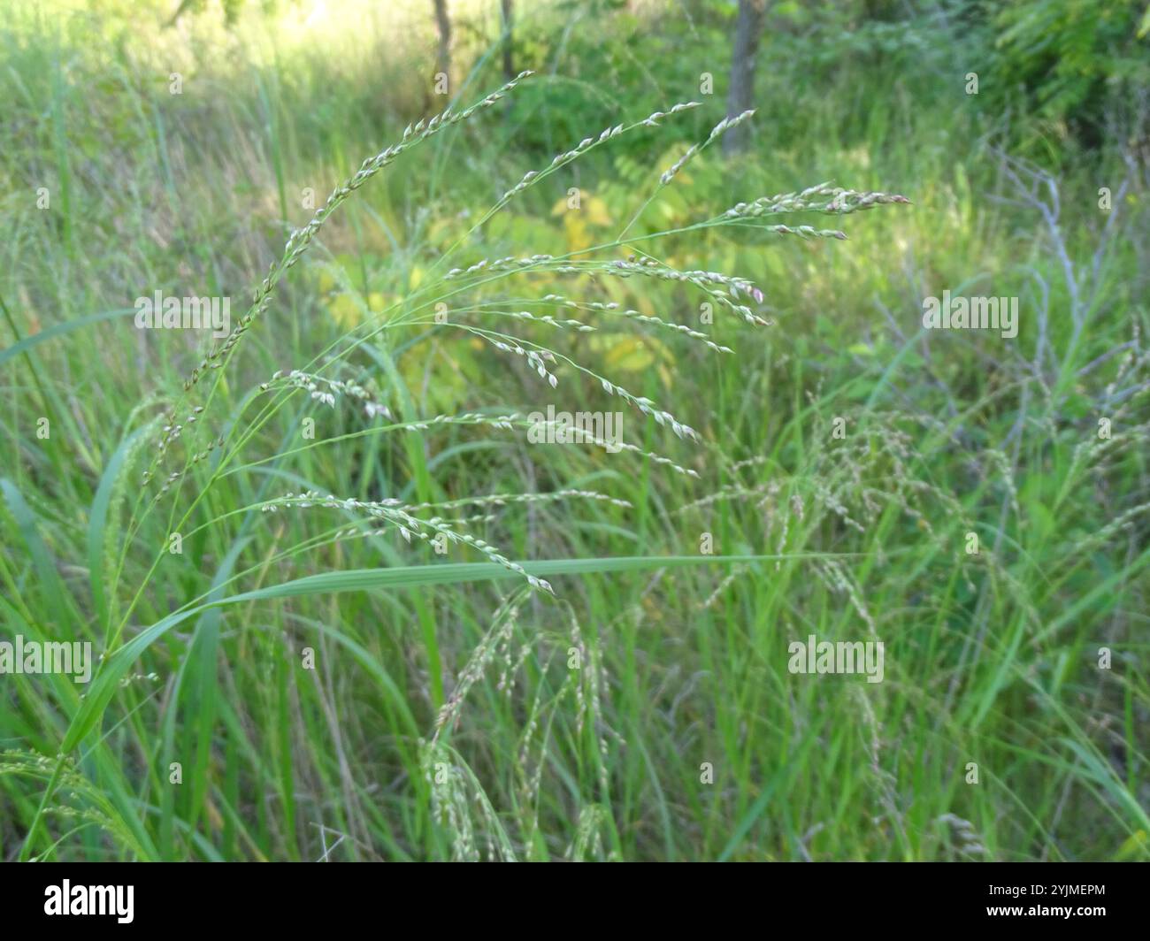 switchgrass (Panicum virgatum Stock Photo - Alamy