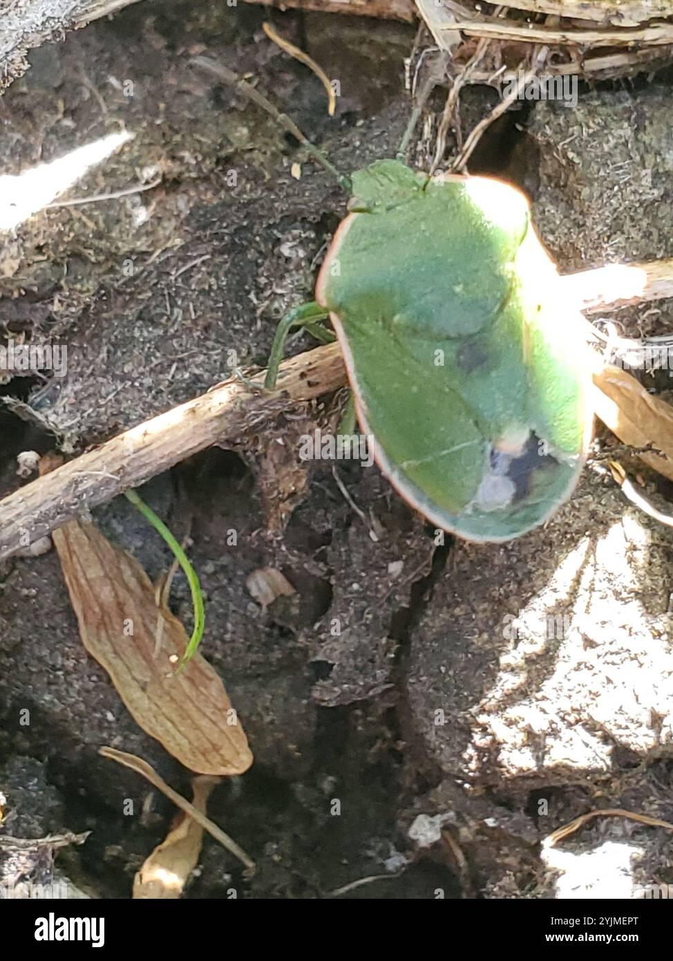 Chlorochroa hi-res stock photography and images - Alamy