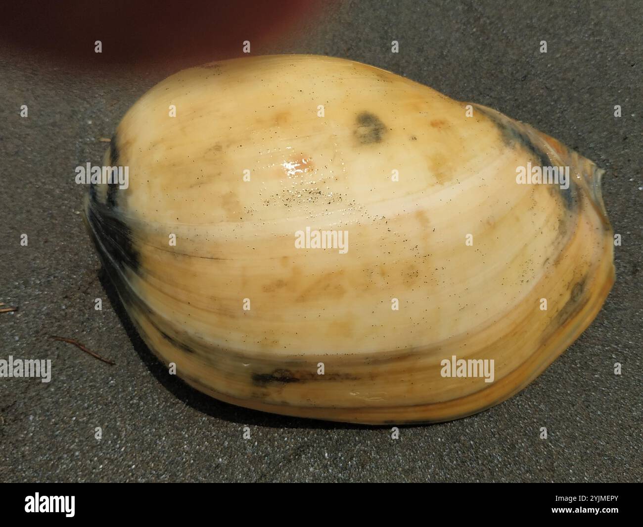 Bailer shell (Melo melo Stock Photo - Alamy