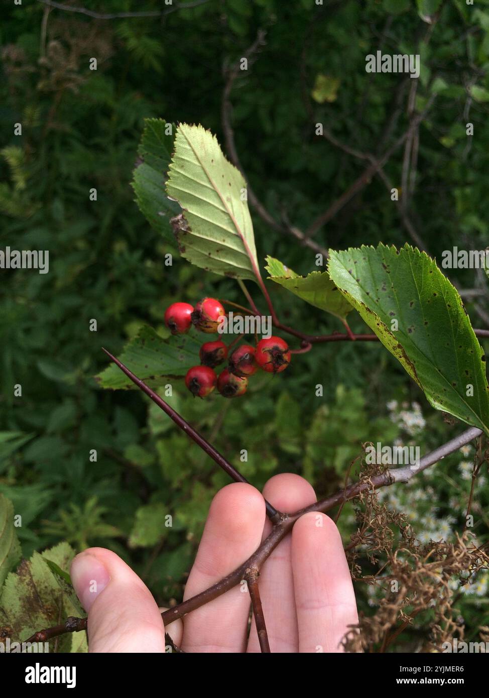 Large-thorn hawthorn (Crataegus macracantha Stock Photo - Alamy