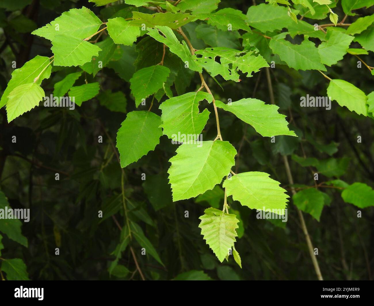 river birch (Betula nigra Stock Photo - Alamy