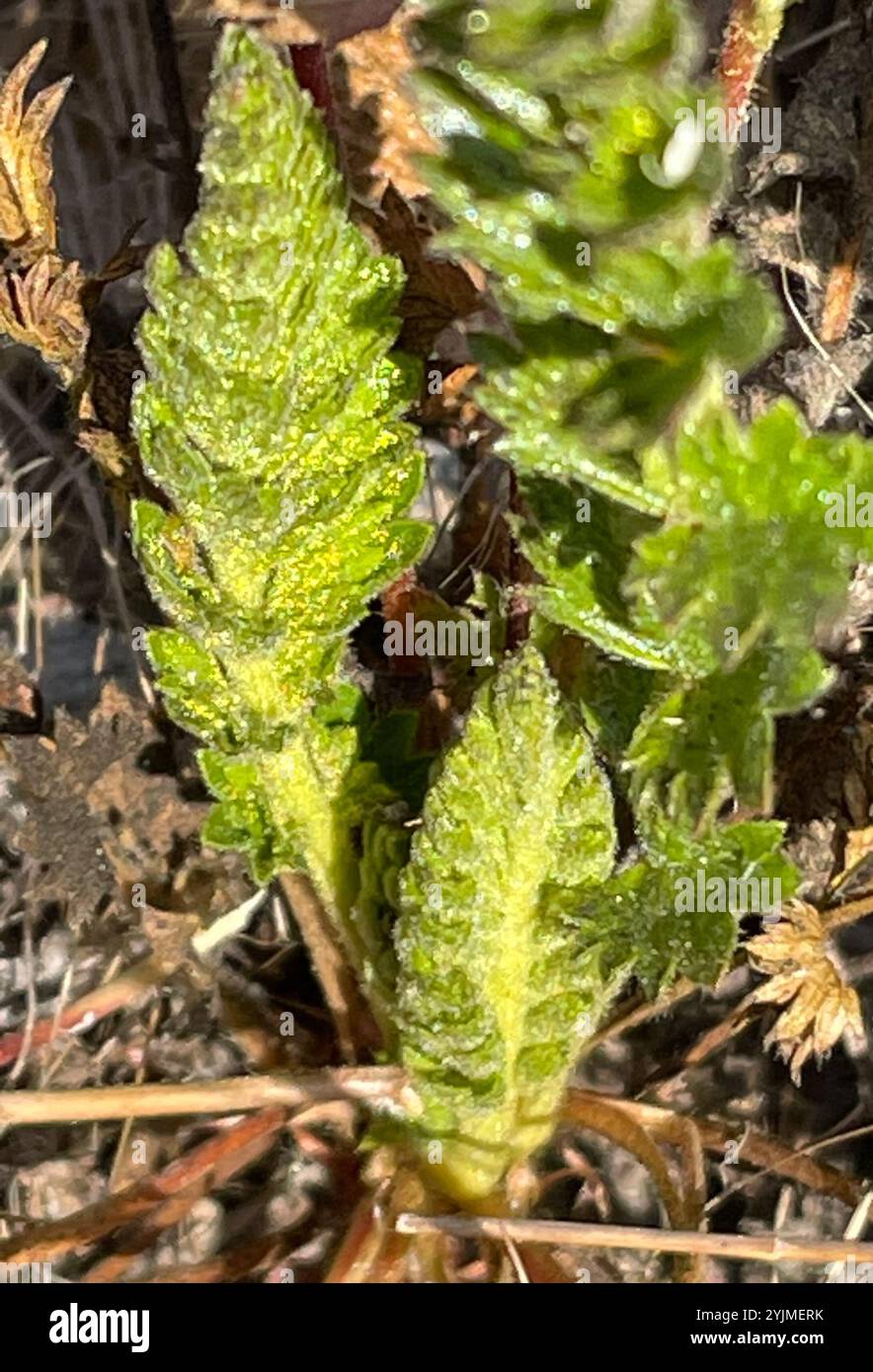 Wedge leaf horkelia (Horkelia cuneata Stock Photo - Alamy