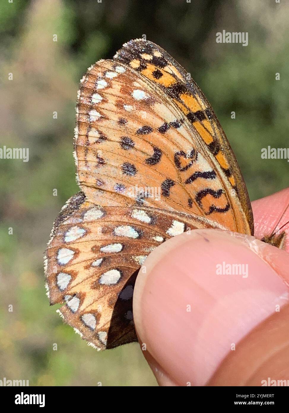 Northwestern fritillary hi-res stock photography and images - Alamy