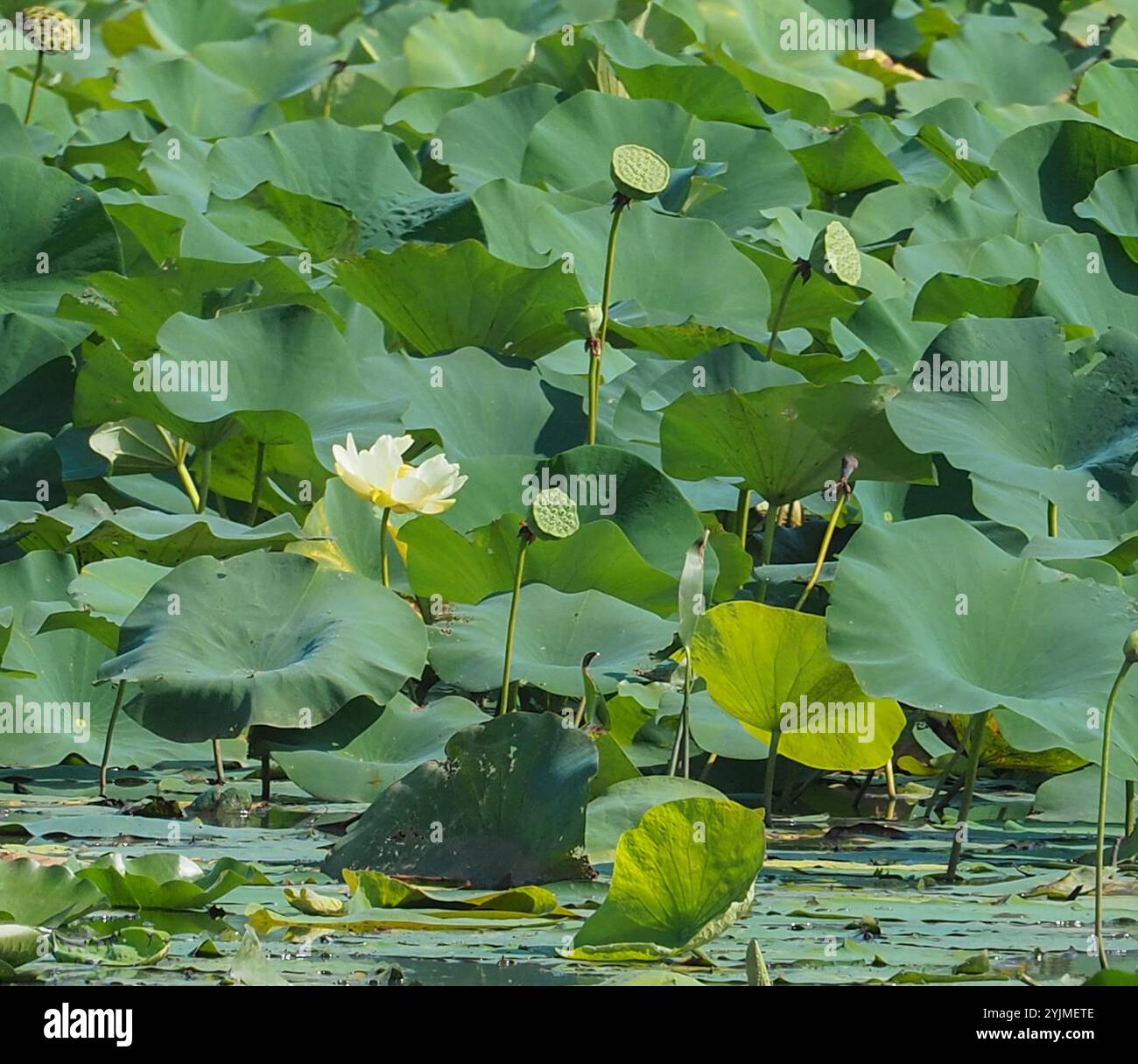 American lotus (Nelumbo lutea Stock Photo - Alamy