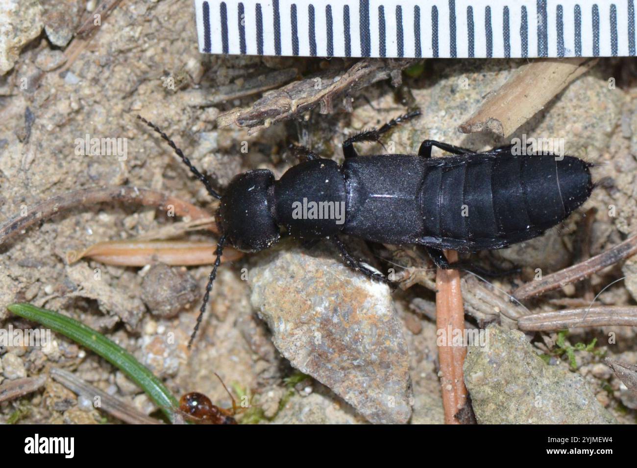 Devil's Coach Horse Beetle (Ocypus olens Stock Photo - Alamy