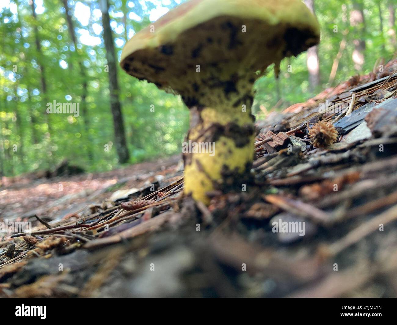 Sulfur bolete hi-res stock photography and images - Alamy