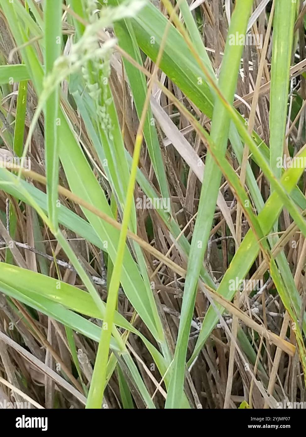 Bitter Panicgrass (Panicum amarum Stock Photo - Alamy