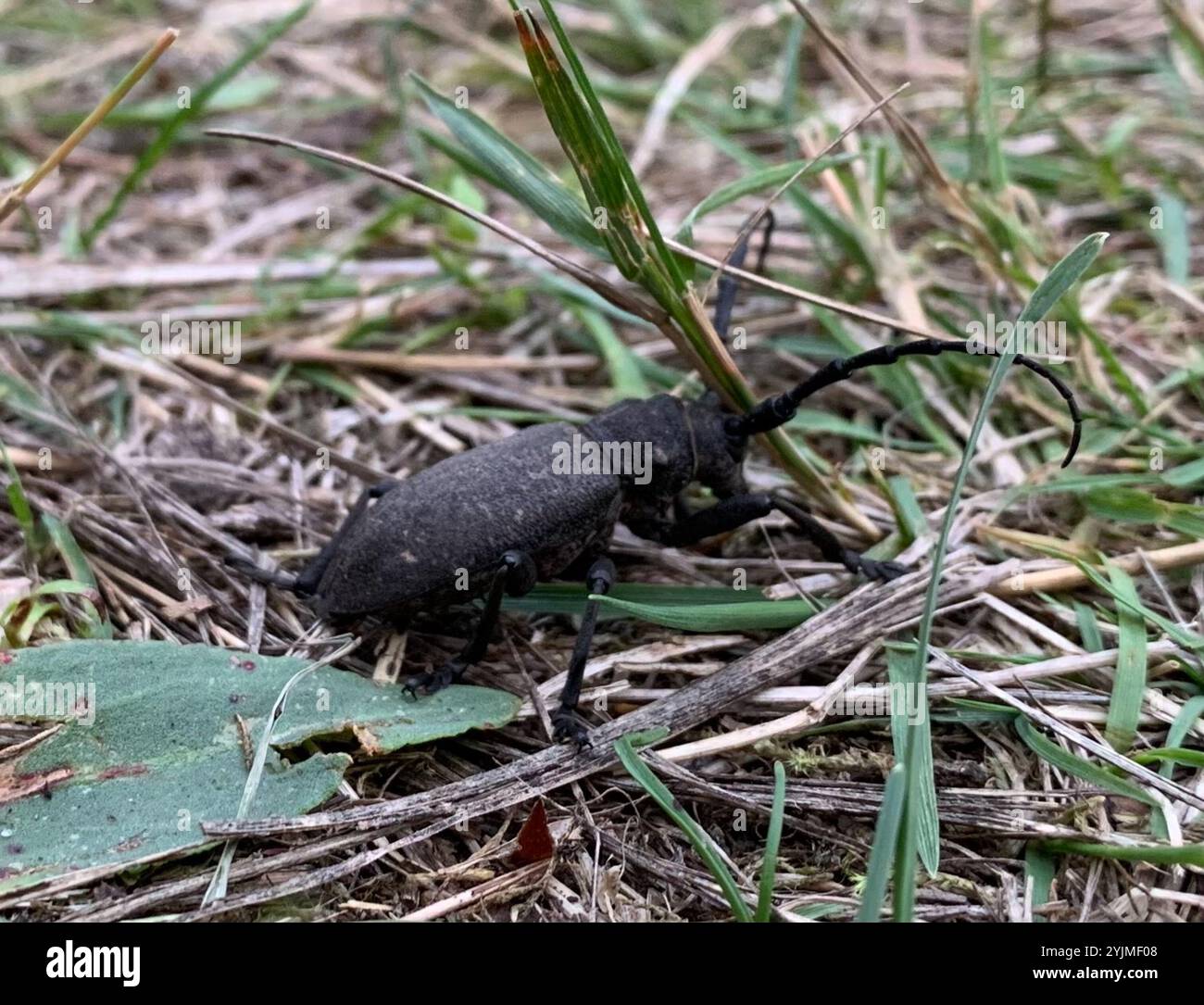 Weaver beetle (Lamia textor Stock Photo - Alamy