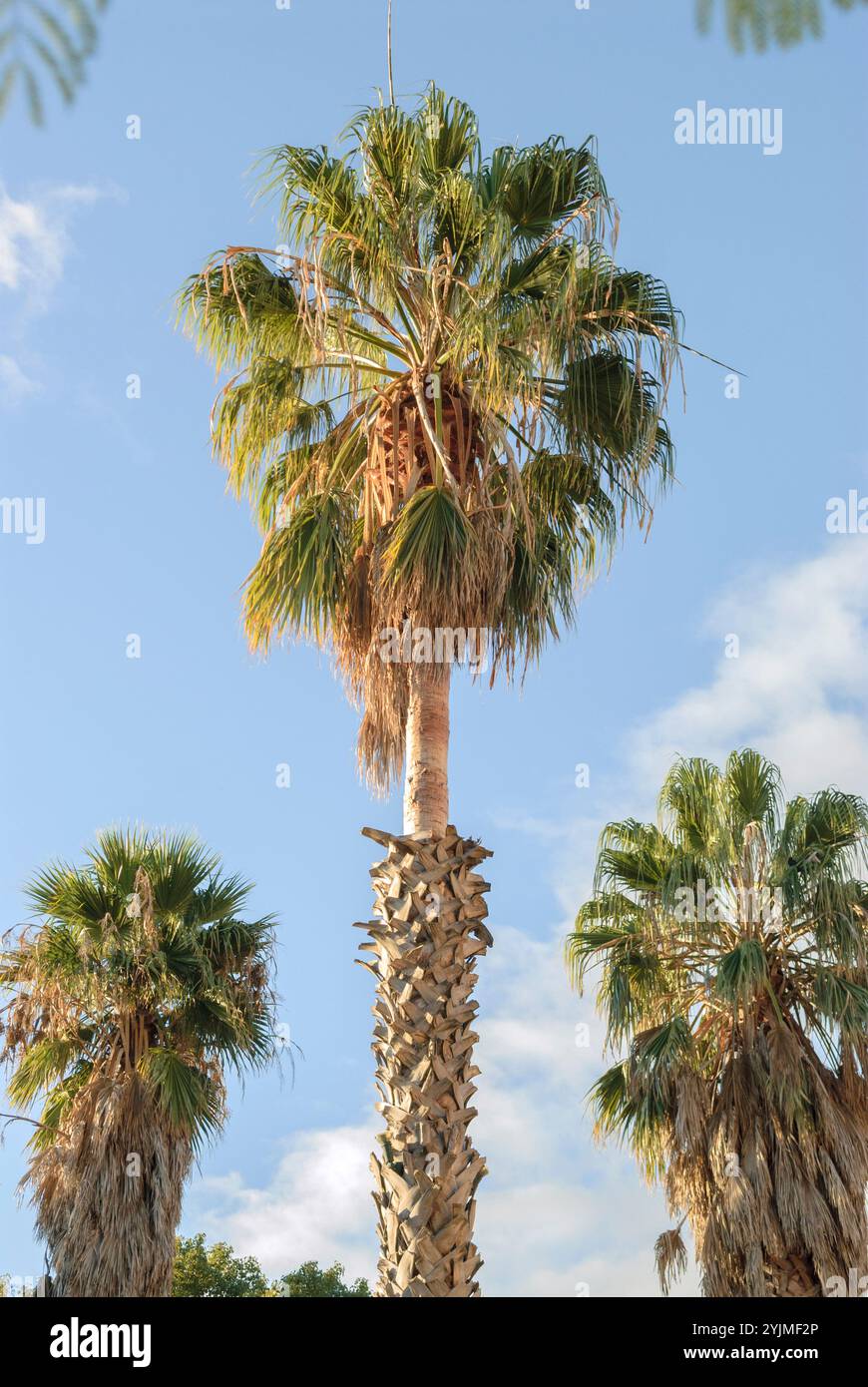 Mexikanische Washingtonpalme, Washingtonia robusta,, Mexican Washington ...