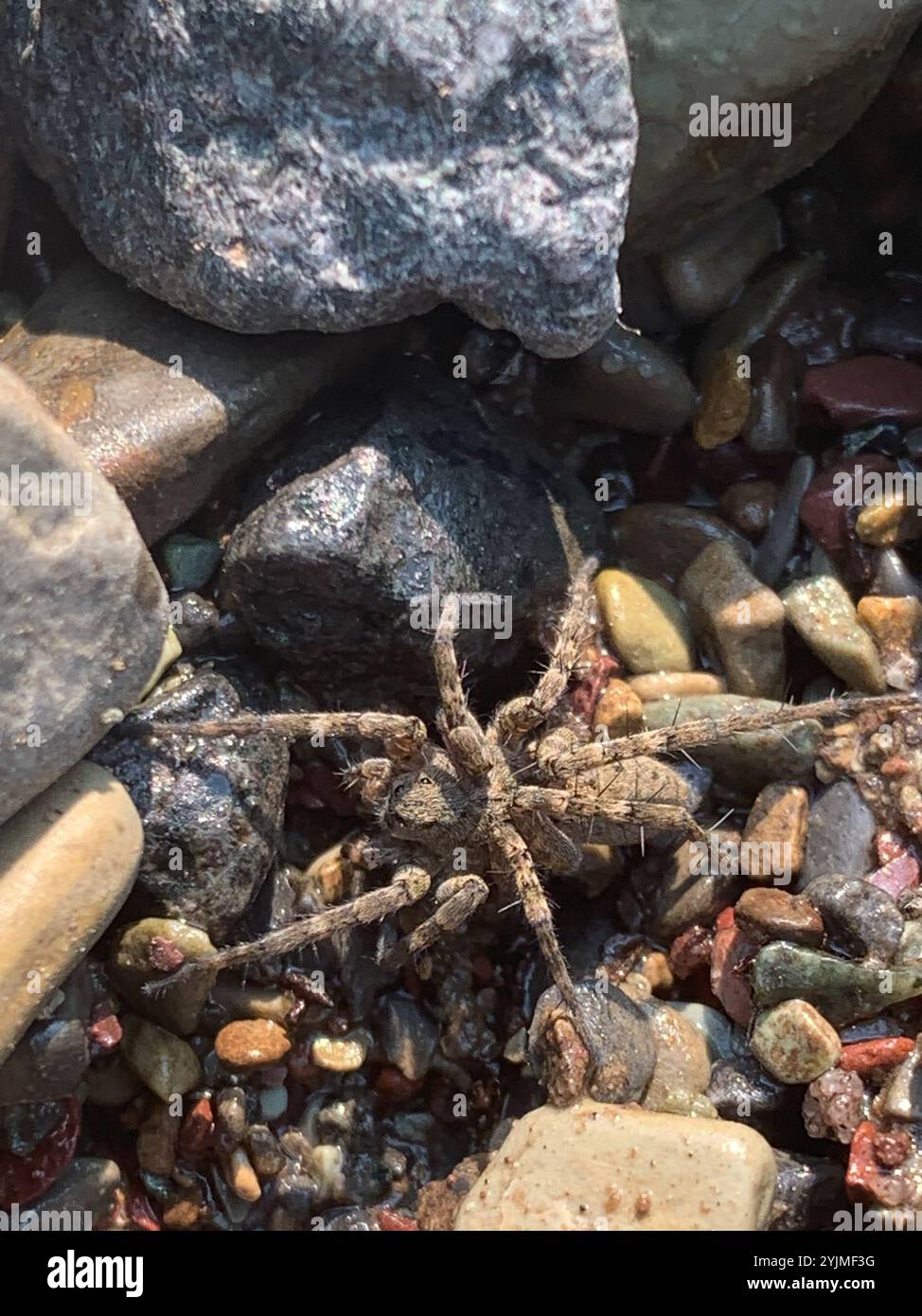 Thin-legged Wolf Spiders (Pardosa Stock Photo - Alamy