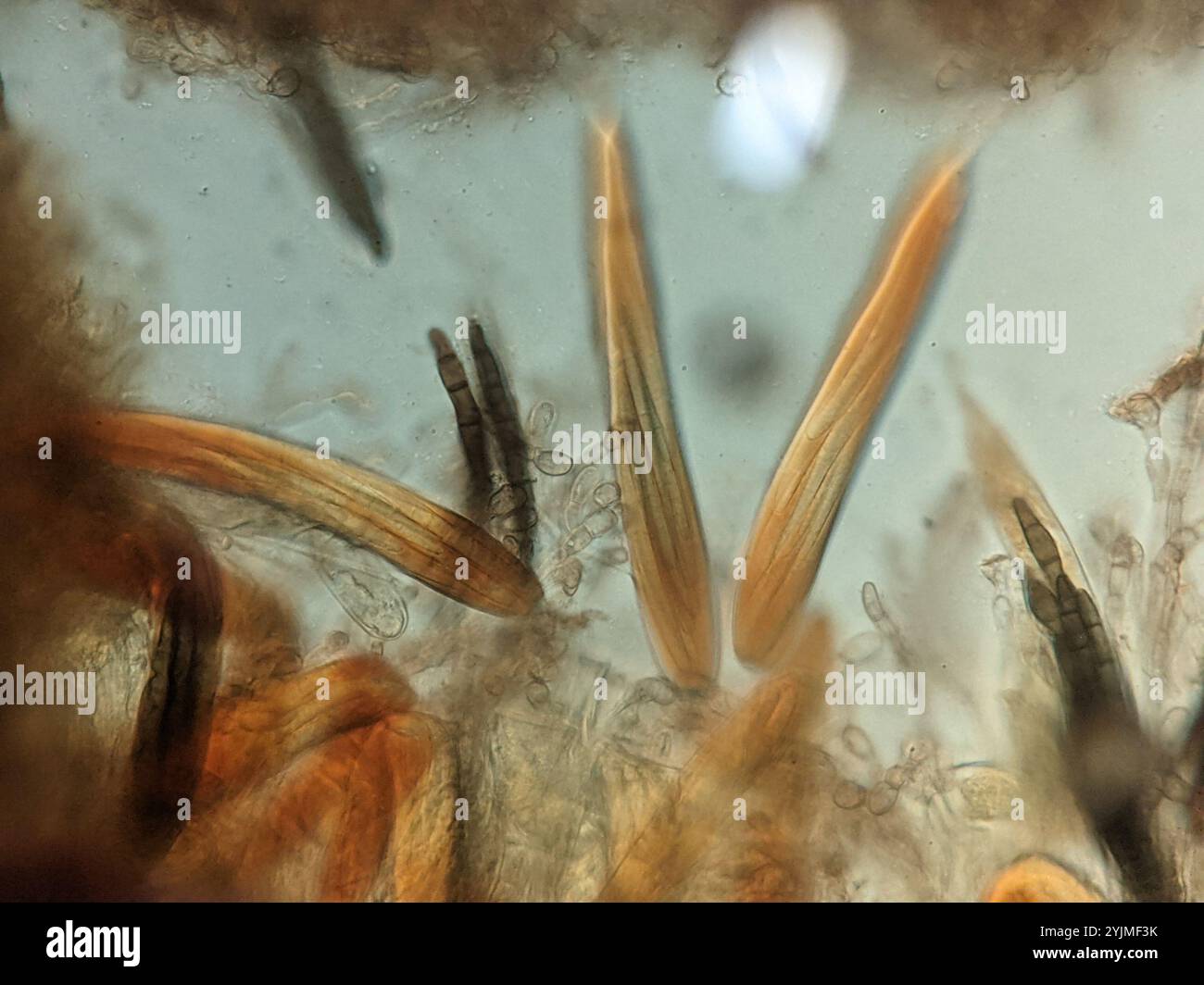 Earth Tongues (Geoglossum Stock Photo - Alamy