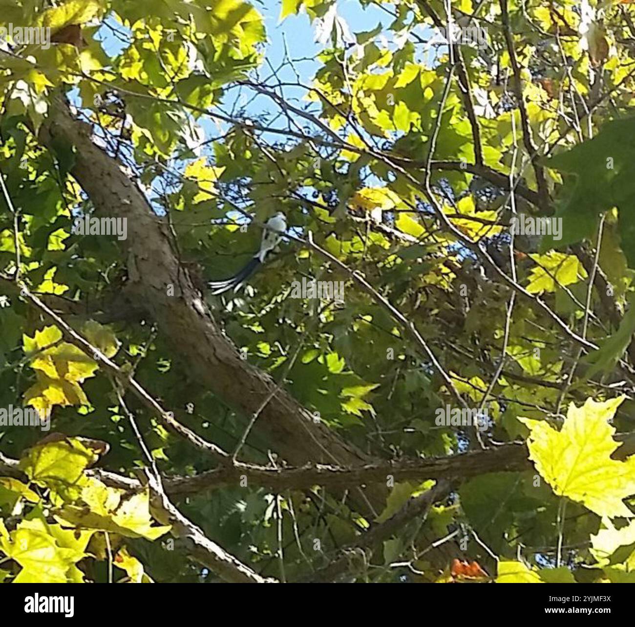 Pin-tailed Whydah (Vidua macroura Stock Photo - Alamy