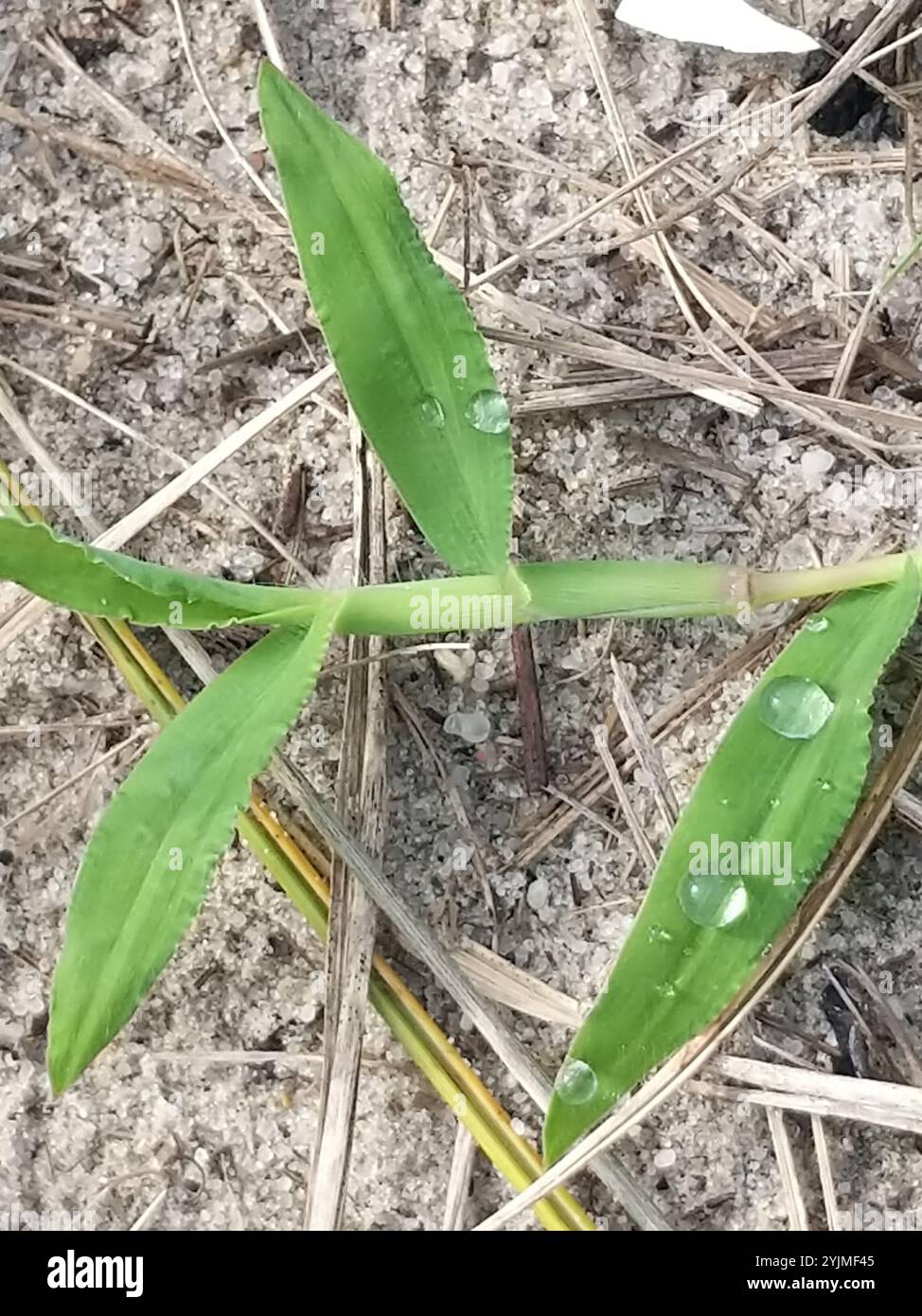 bristlegrasses, bluestems, paspalums, and allies (Panicoideae Stock ...