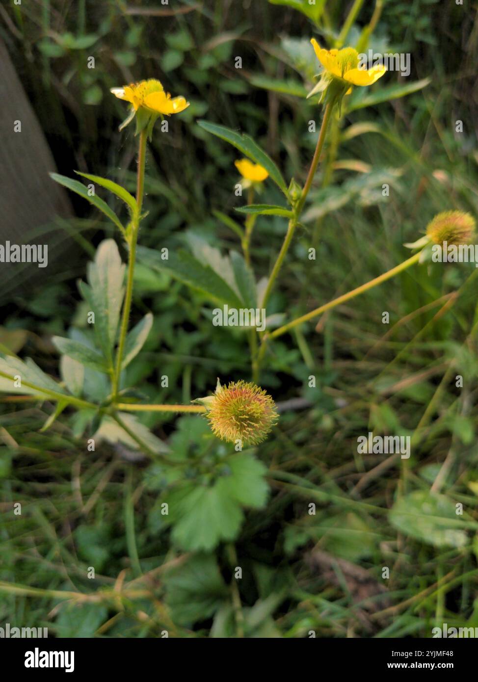 Yellow Avens (Geum aleppicum Stock Photo - Alamy