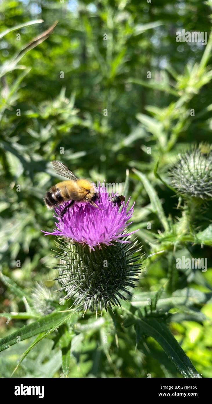 Perplexing Bumble Bee (Bombus perplexus Stock Photo - Alamy