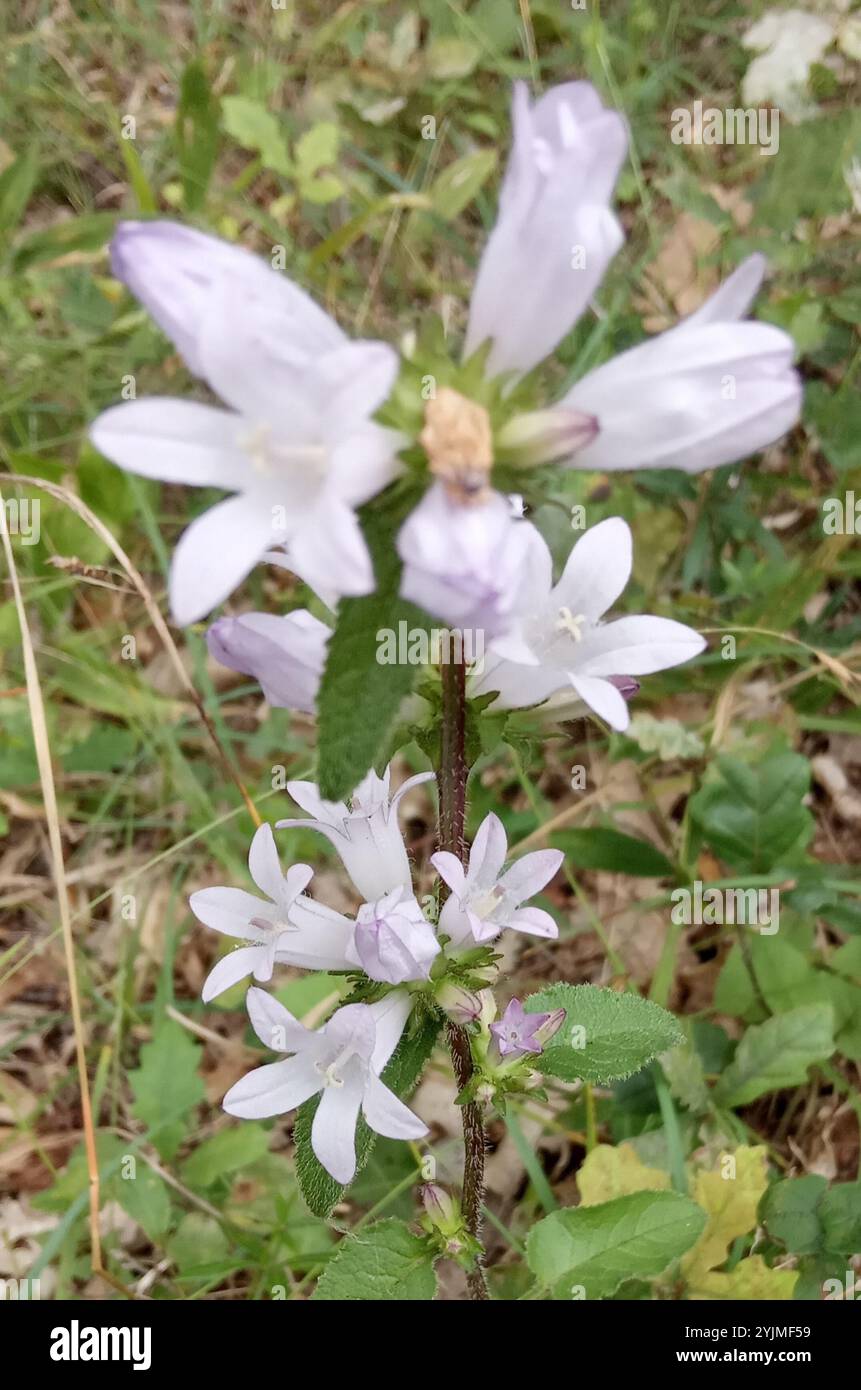 clustered bellflower (Campanula glomerata Stock Photo - Alamy