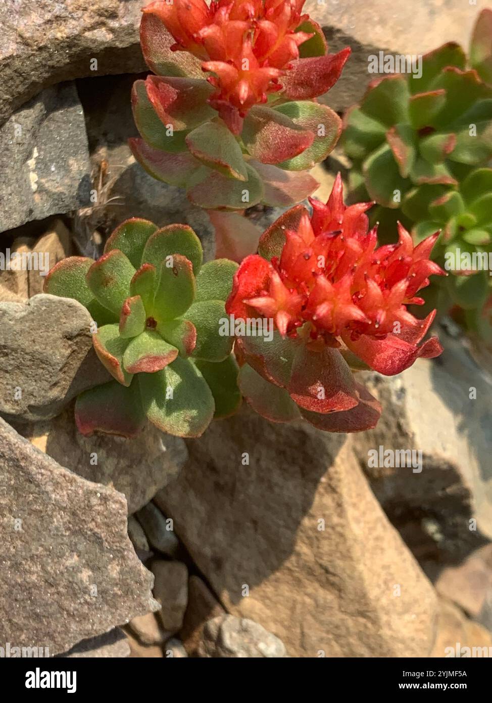 western roseroot (Rhodiola integrifolia Stock Photo - Alamy