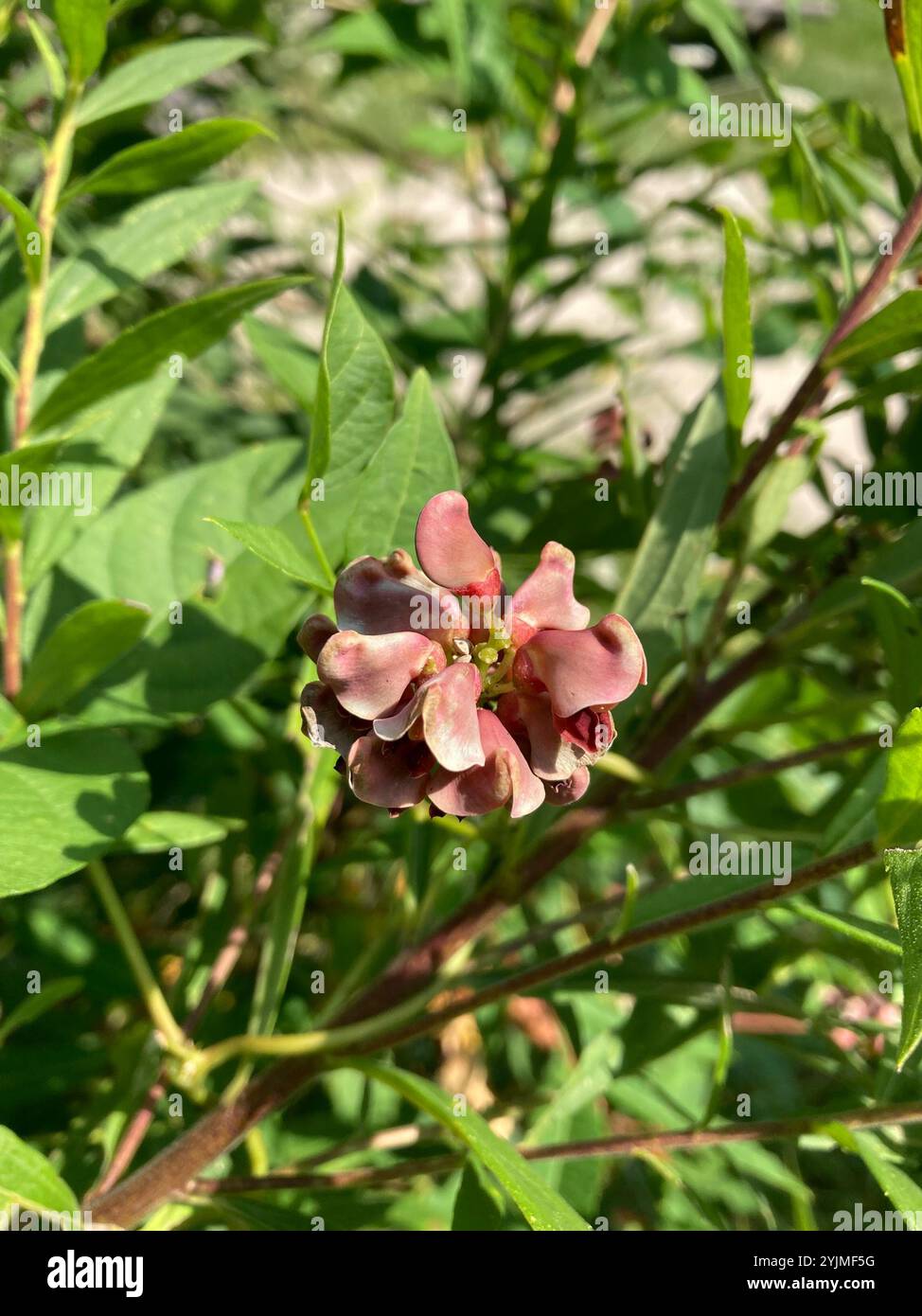 American groundnut (Apios americana Stock Photo - Alamy