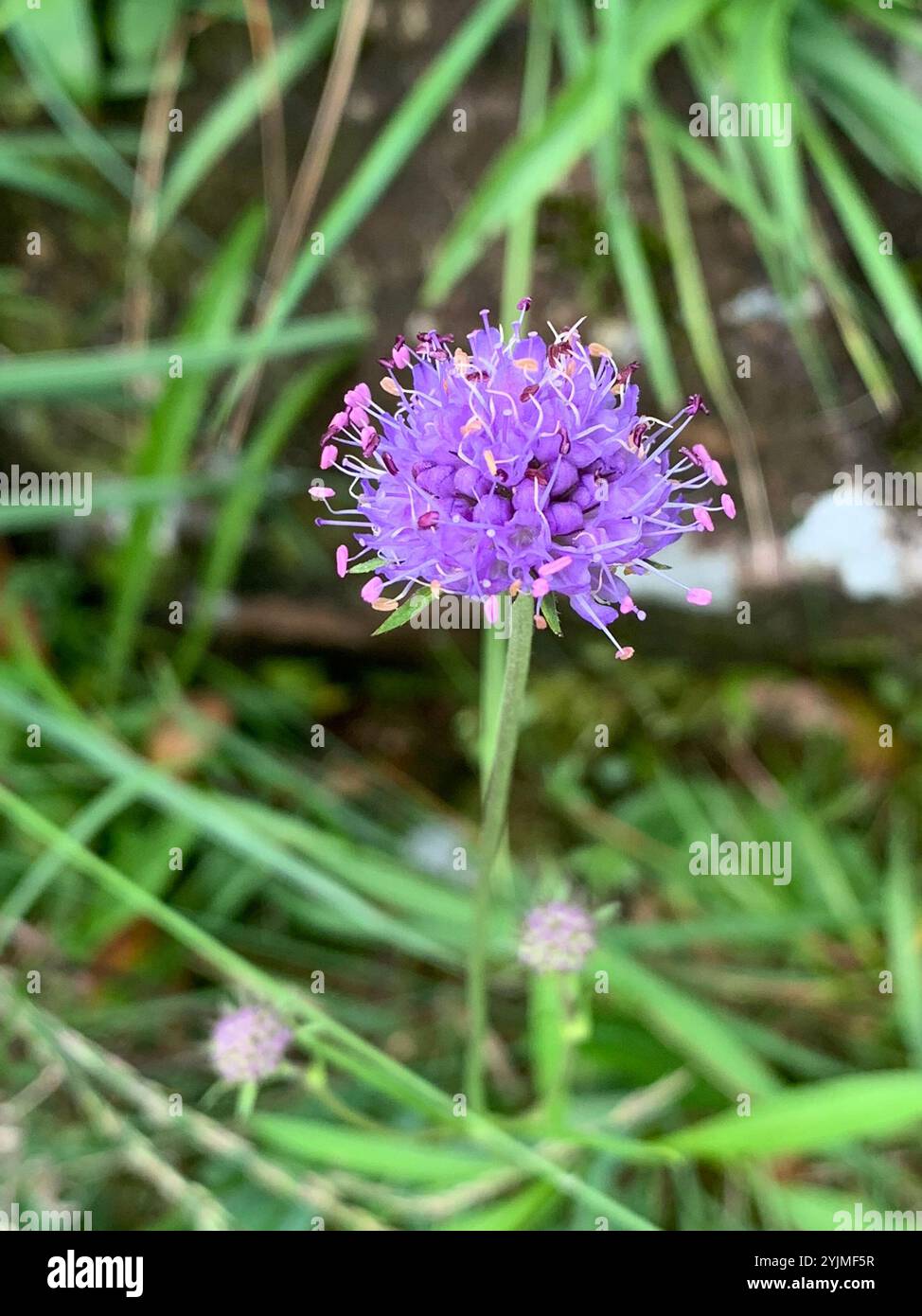 Devil's-bit Scabious (Succisa pratensis Stock Photo - Alamy