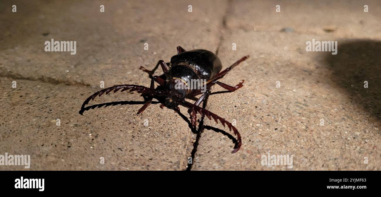 California Root Borer (Prionus californicus Stock Photo - Alamy