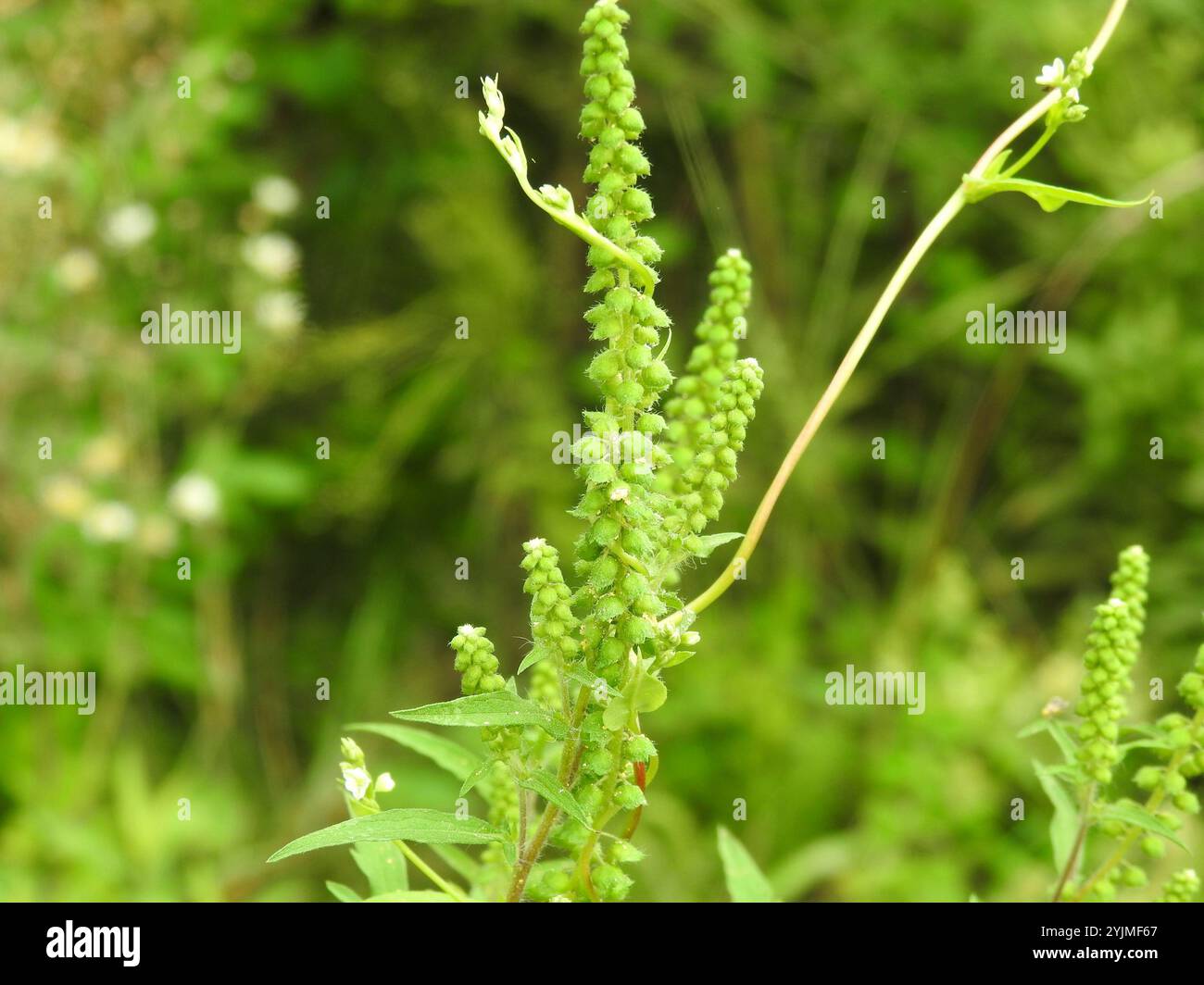 common ragweed (Ambrosia artemisiifolia Stock Photo - Alamy
