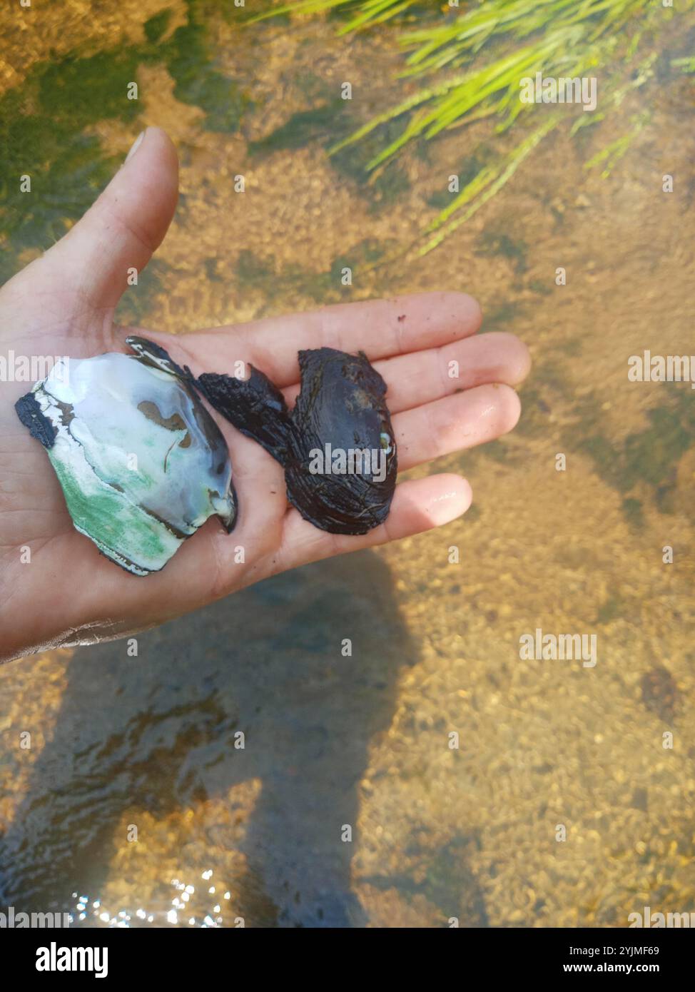 Eastern Elliptio (Elliptio complanata Stock Photo - Alamy