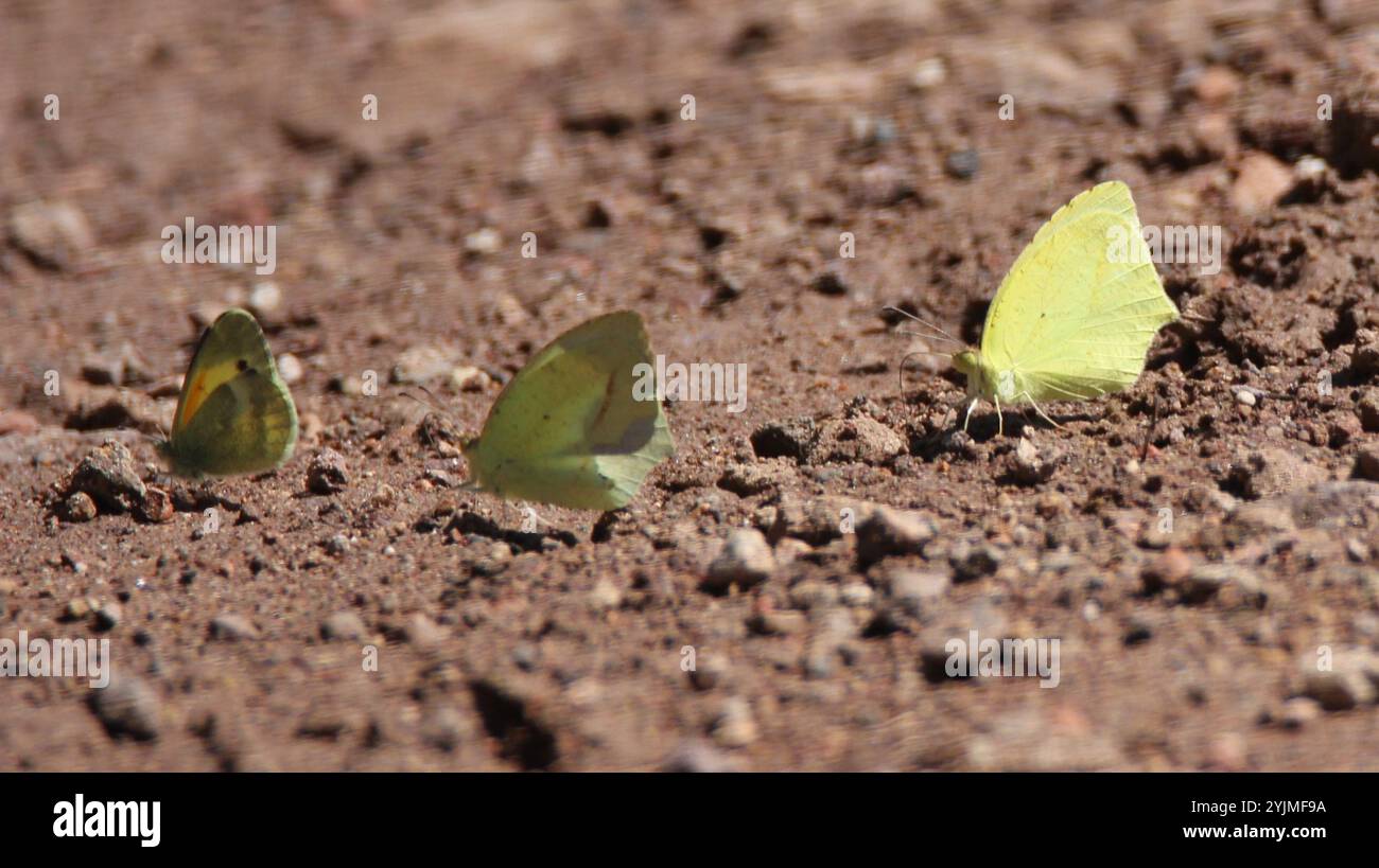 Dainty Sulphur (Nathalis iole Stock Photo - Alamy